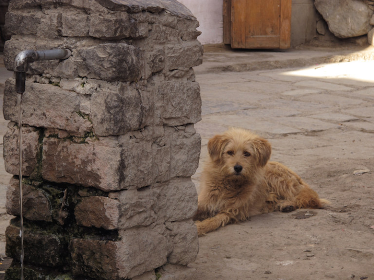 Dog-in-Ladakh - A Far Corner
